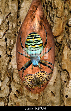 Spider trapped in amber Stock Photo - Alamy