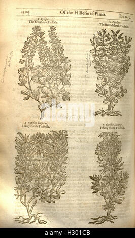 *The Herball* by John Gerard provides a comprehensive history and description of plants ...