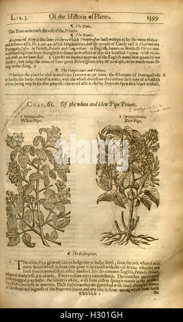 A comprehensive botanical text that provides a detailed history and ...