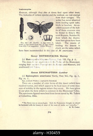 The moth book (Page 190, Fig. 106) BHL218 Stock Photo - Alamy