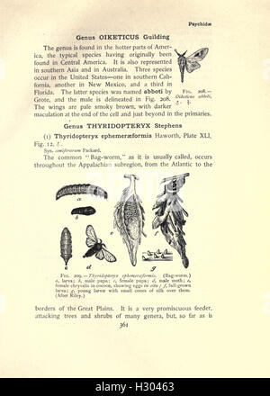 A detailed reference work on moths, with illustrations and descriptions ...