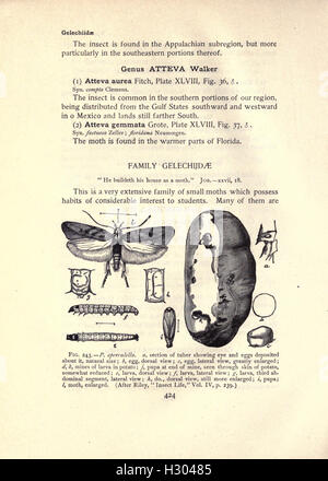 'The Moth Book' is a detailed guide to moth identification, behavior ...