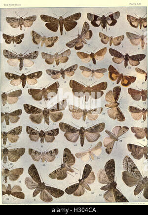 The moth book (Page xxi) BHL218 Stock Photo - Alamy