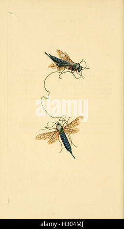 'The Natural History of British Insects' provides an extensive study of ...