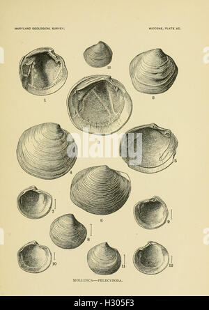 A study on the Pelecypoda (bivalve mollusks) from the Miocene period ...