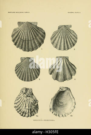 This work discusses the Pelecypoda fossils found in the Miocene strata ...