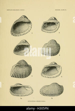This study focuses on the Pelecypoda (bivalve mollusks) from the ...