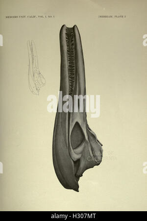 A paleontological study of Ichthyosaurs from the Triassic period ...