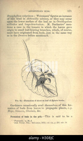 An exploration of plant deformities (teratology) and abnormal growth ...