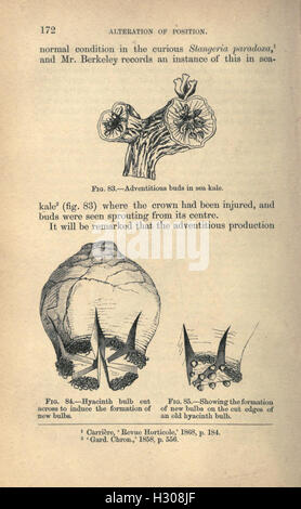 A study in vegetable teratology, focusing on the abnormal growth and ...