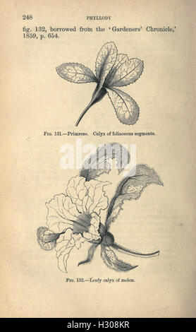 'Vegetable Teratology' examines abnormal plant growths, or teratologies ...