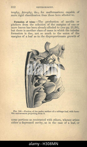 An exploration of plant deformities (teratology) and abnormal growth ...