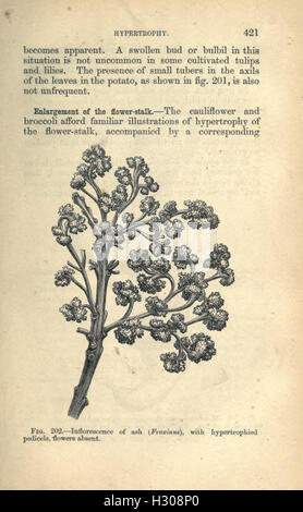 An exploration of plant deformities (teratology) and abnormal growth ...