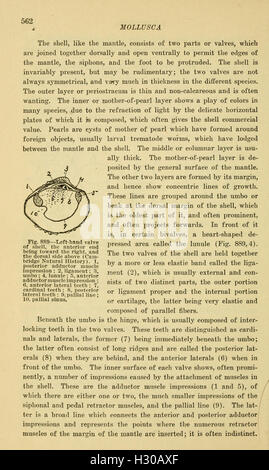 This page from *A Manual of the Common Invertebrate Animals* provides a ...