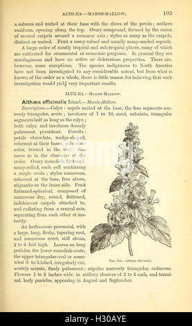 'American Medical Botany' is a comprehensive guide to the native ...