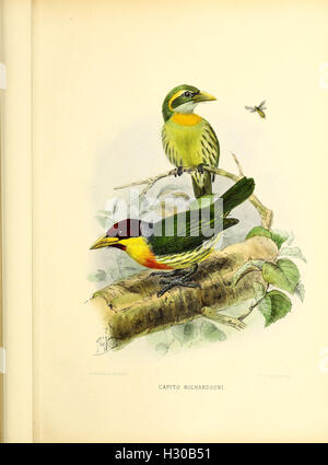 This monograph focuses on the Capitonidae family, or scansorial barbets ...