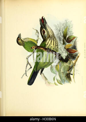 A detailed monograph of the Capitonidae family, focusing on scansorial ...