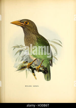 A detailed monograph on the Capitonidae family, focusing on scansorial ...