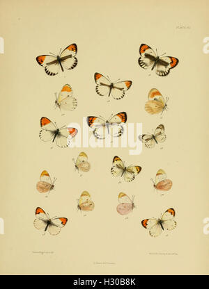 A monograph focusing on the genus Teracolus, detailing species ...