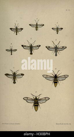 A comprehensive guide to the moths of Britain, including details on ...