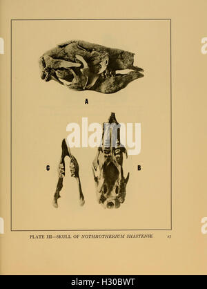 This page provides a detailed look at extinct animal species ...