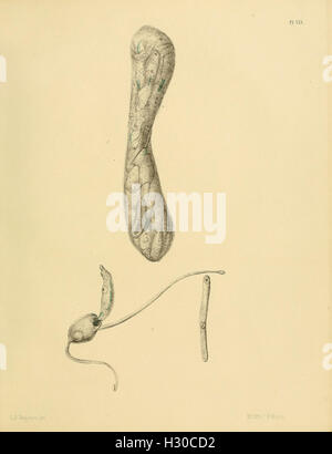 This plate discusses the developmental history of internal worms ...