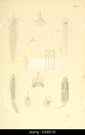This work focuses on the anatomy and development of various ...