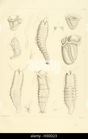 This work provides observations on the anatomy and development of ...