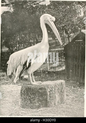 This 1917 publication provides a comprehensive study of the biology of ...