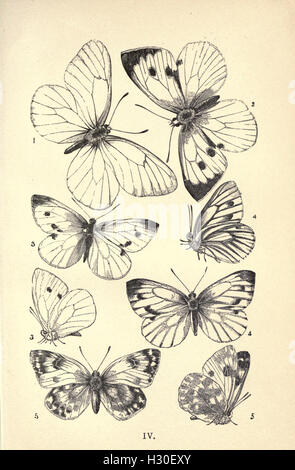 A detailed catalog of native British butterflies, including ...
