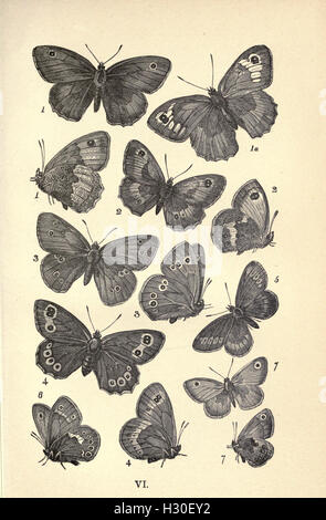 A comprehensive guide to every native British butterfly, with detailed ...