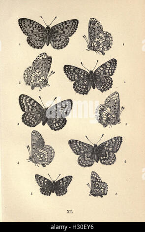 British butterflies, figures and descriptions of every native species ...