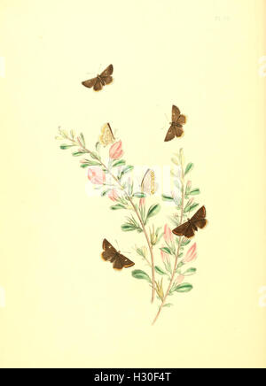An illustration from *British Butterflies and Their Transformations ...