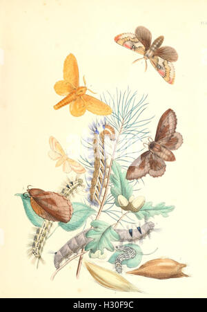 *British Moths and Their Transformations* showcases the life cycle and ...