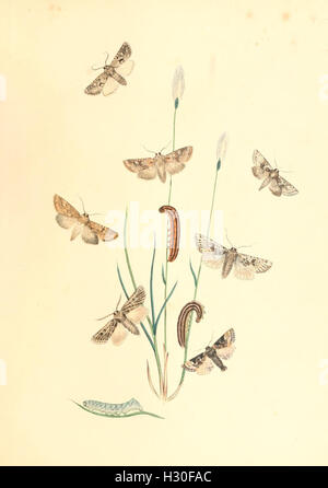 This illustration from 'British Moths and Their Transformations ...