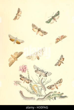 *British Moths and Their Transformations* showcases the life cycle and ...