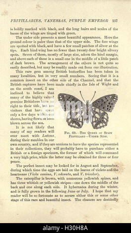 A detailed account of British butterflies and moths, presented with ...
