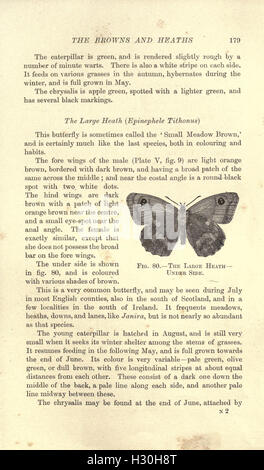 A comprehensive guide to the moths of Britain, including details on ...