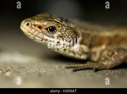 Closeup photo of hidden little lizard Stock Photo - Alamy