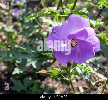 Full Bloom Lilac Flowers in Spring Stock Photo - Alamy