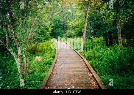 Boardwalk path along the Limberlost Trail in Shenandoah National Park ...