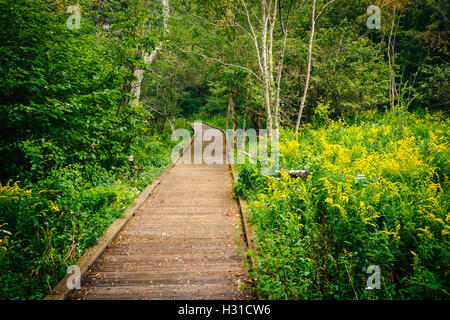 Boardwalk path along the Limberlost Trail in Shenandoah National Park ...