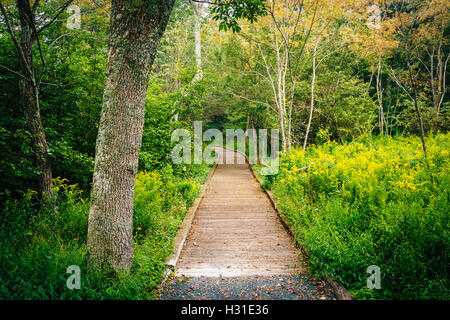 Tree and boardwalk path on the Limberlost Trail in Shenandoah National ...