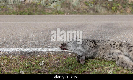 Dead Genet / Genetta genetta at the road edge Stock Photo - Alamy