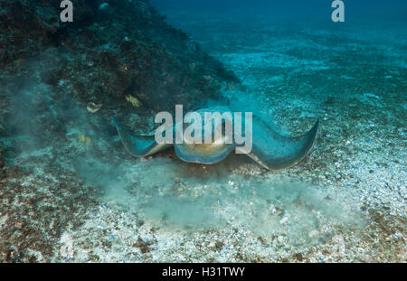 Eagle Ray Myliobatis tenuicaudatus feeding with wrasse Stock Photo - Alamy