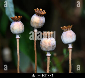 The seed heads of large poppy plants standing tall agaginst a blue sky ...