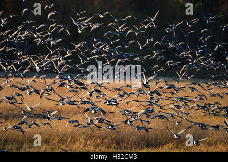 A flock of birds fly over marsh. The Everglades National Park, Florida ...
