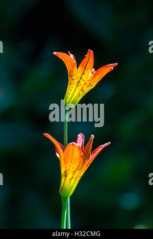 Alpine Lily, Lilium parvum, aka Sierra Tiger Lily, in the Desolation ...