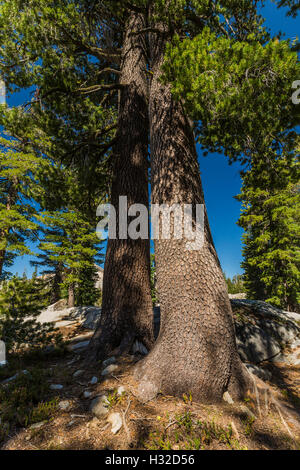 Bark of western white pine Pinus monticola Stock Photo - Alamy