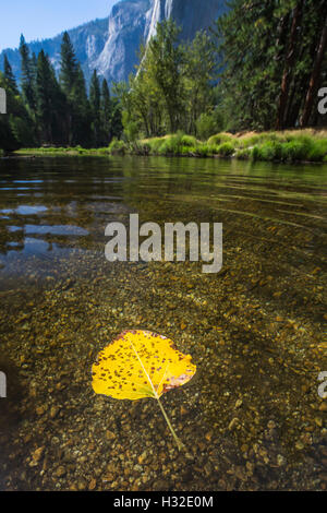 Cottonwood trees (Populus trichocarpa) in autumn in Glacier Bay ...